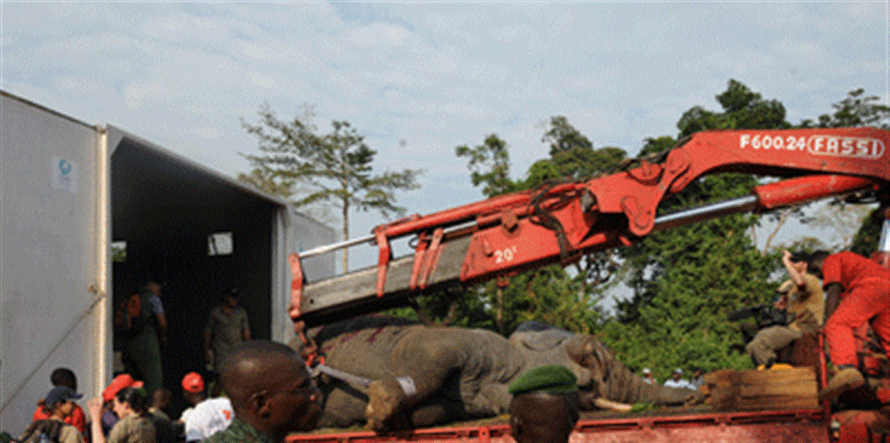 Fassi crane used to rescue elephants - KHL Group