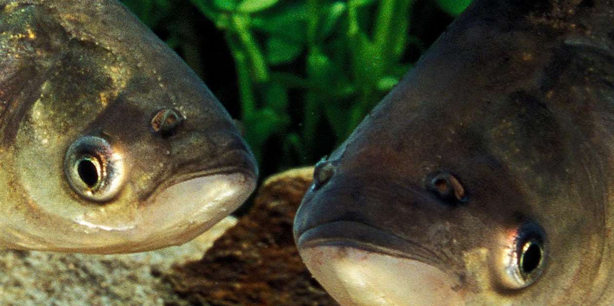 The fish that inspired a billion-dollar project near the US Great Lakes ...